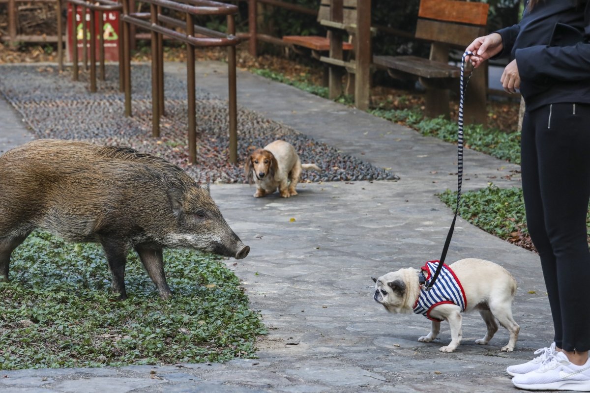 Feral Hogs Kill Woman Outside Home in Texas | Restoring Liberty
