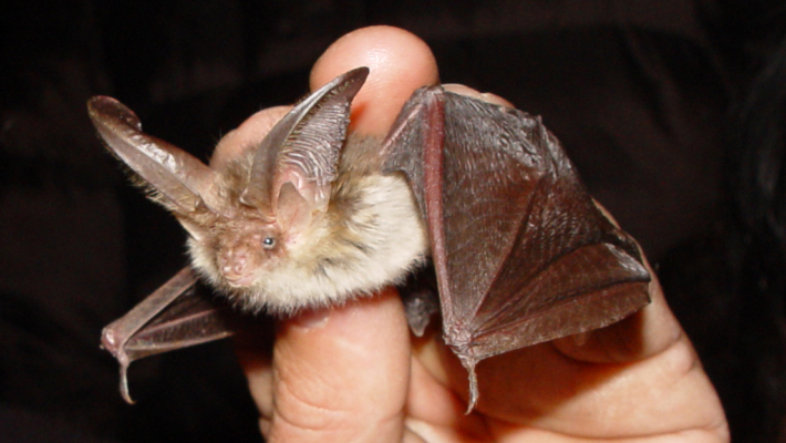 Two Men Die After Using Bat Poop — Described as ‘Natural Superfood’ for ...