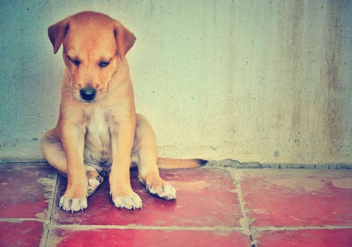 cute-sad-dog-hd-wallpaper-1140x1140-1ejuFDJmF | Restoring Liberty
